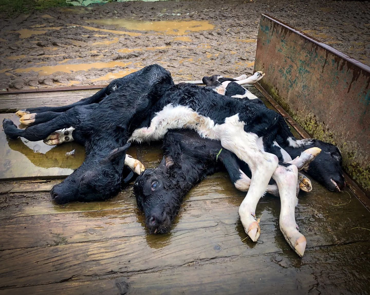 Bobby Calf Awareness Day – 27 August 2023 – END BIG DAIRY